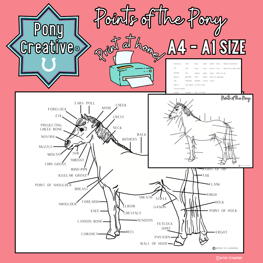 Pony Creative - Points of the Pony set A4-A1